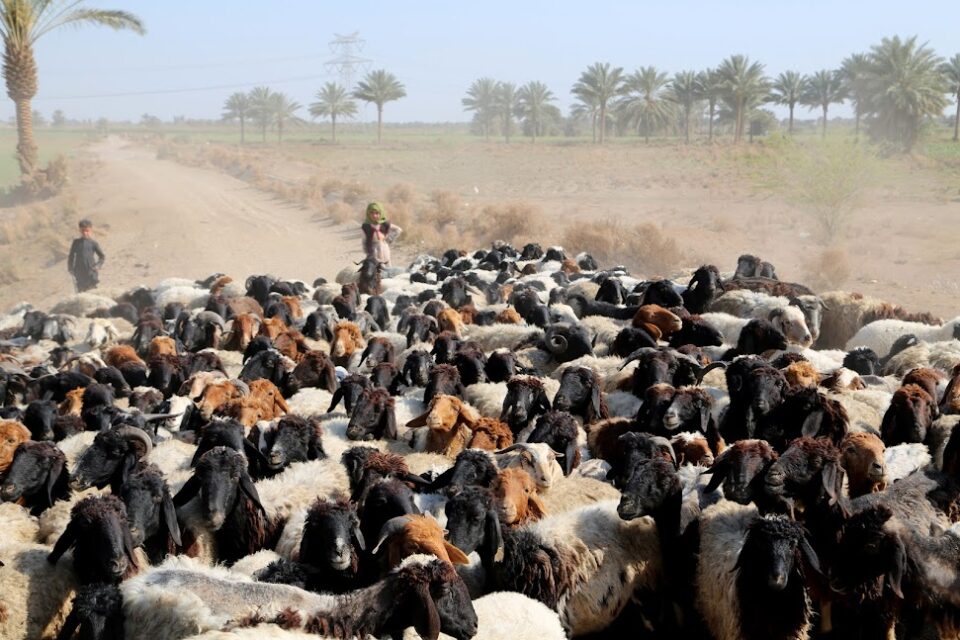 Your Iraq Tour Guide: Everything You Need to Know for 2024