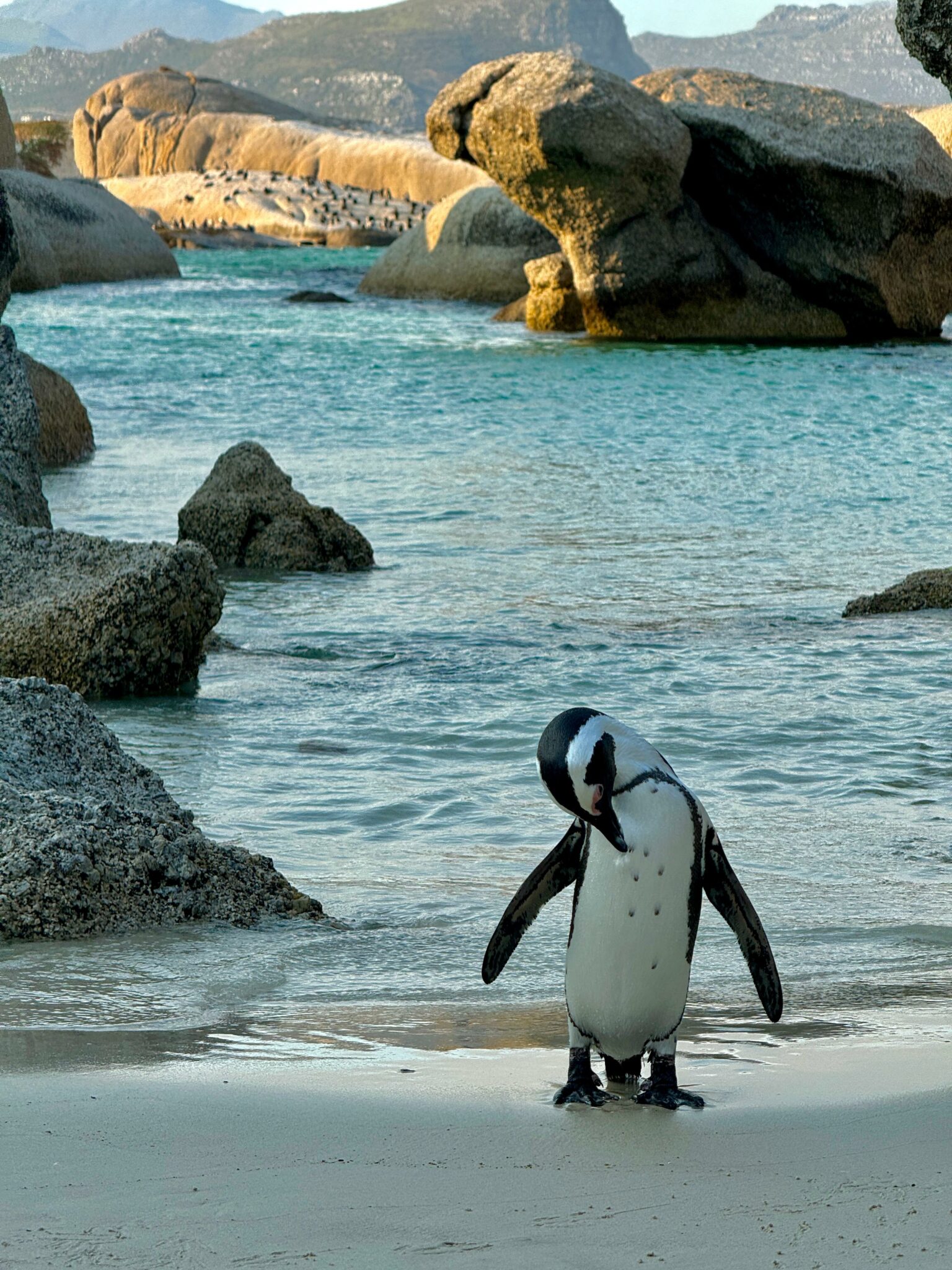 The Ultimate Cape Peninsula Road Trip from Cape Town