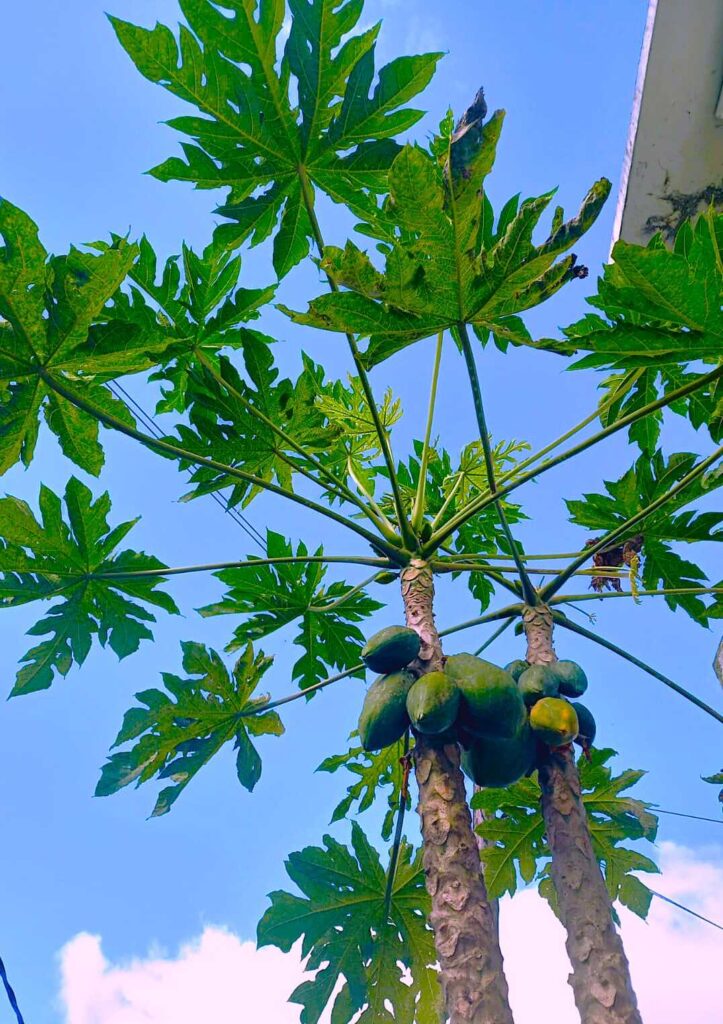 7 Mauritian Desserts You Just Can't Miss