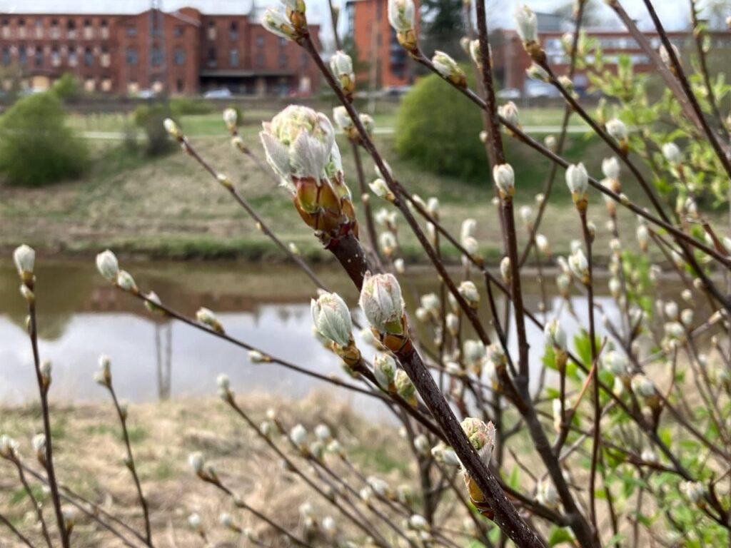 Ultimate One Week in Finland Itinerary: Helsinki, Lapland and More