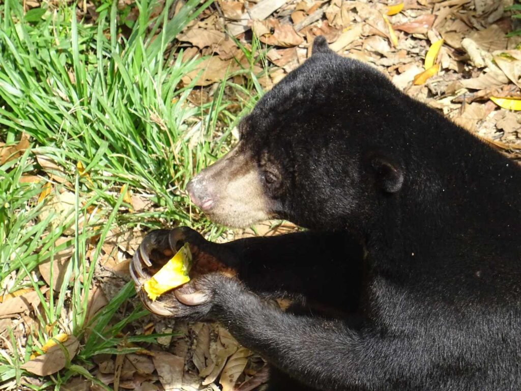 Sabah Itinerary: The Ultimate Week in Animal Lover's Paradise